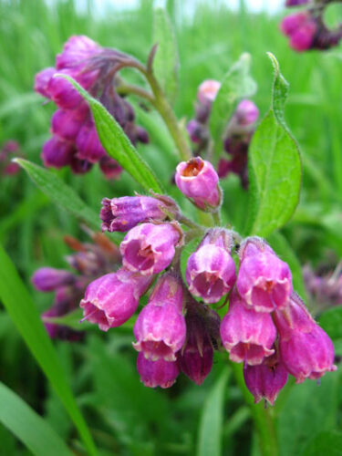 Comfrey Plant Uses & Growing – Mother Earth News